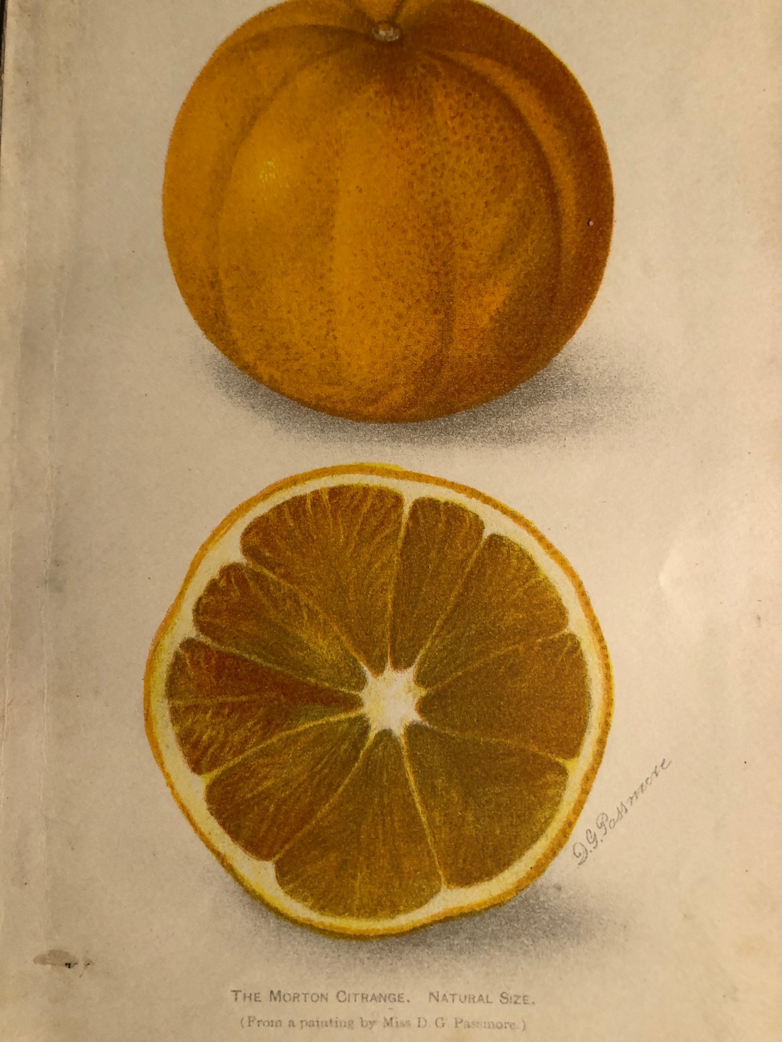 1905 Orange Hybrid. Morton Citrange US Department of Agriculture Fruit ...