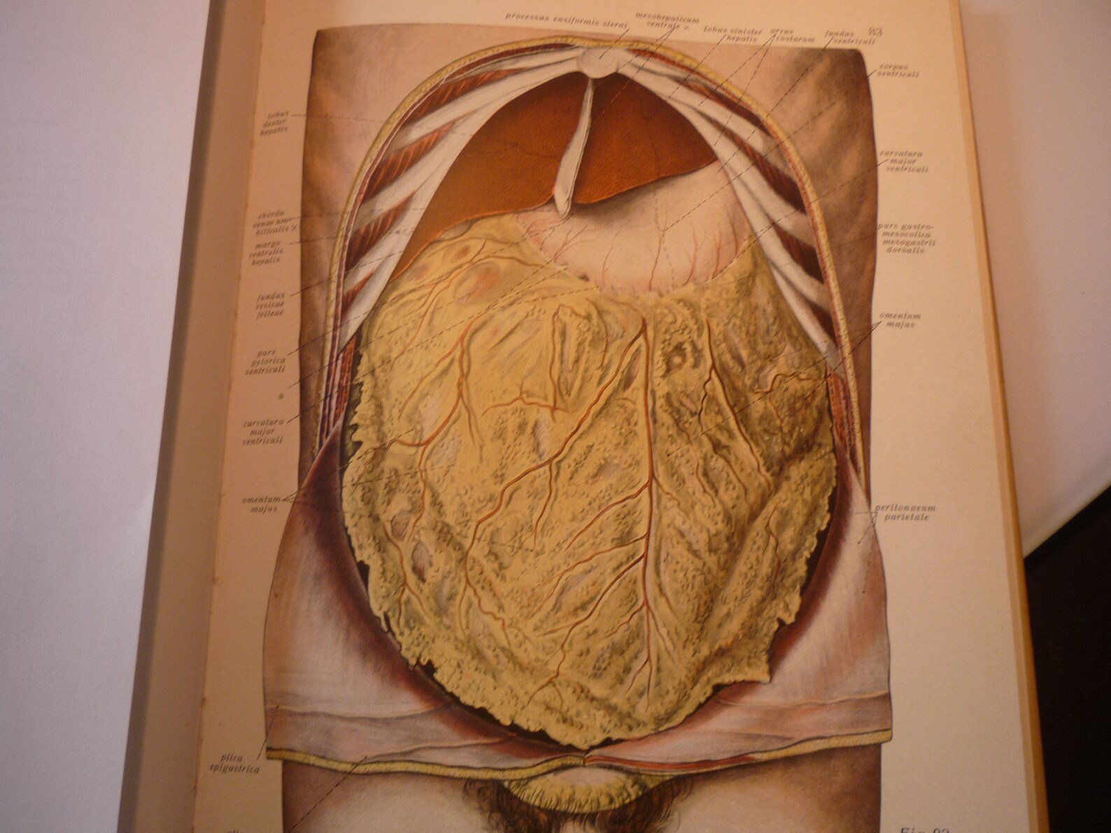 Interior Cavity the Digestive System 1954 Human Anatomy - Etsy
