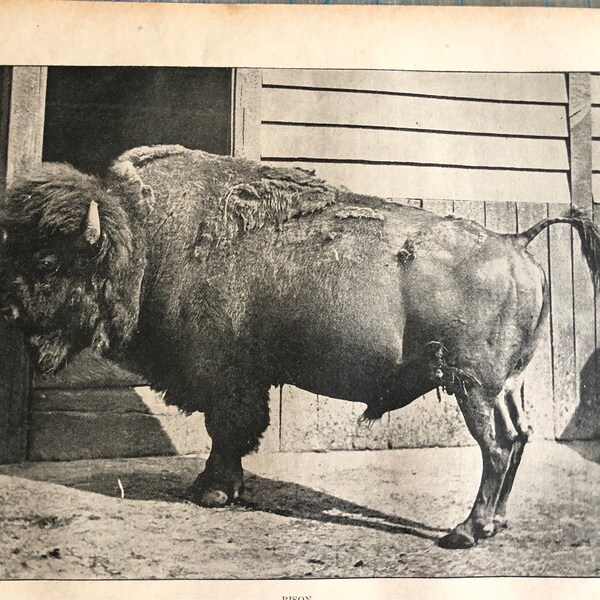 Antique Black White Bison In - Etsy