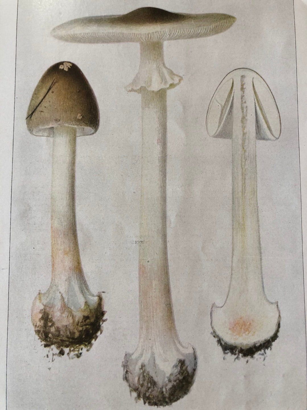 1920 Death Cap Mushroom From National Geographic Original Color ...