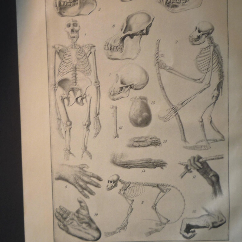 Animal Skull Lithograph - Etsy