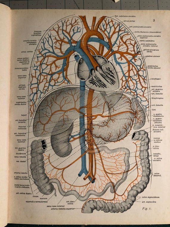 Circulatory System Coloring Page