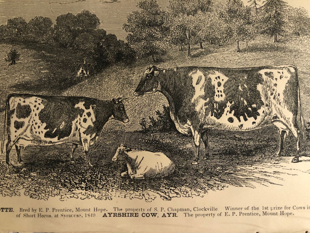 1851 Ayrshire New York Agriculture Prize Winner | Original Antique ...