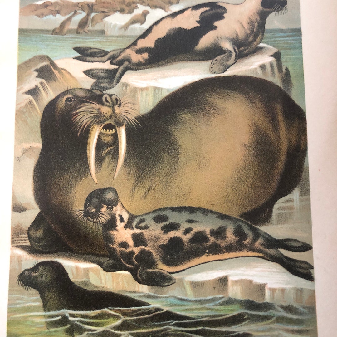 1897 Seals and Walrus Antique Color Print Great Detail Beautiful Hand ...