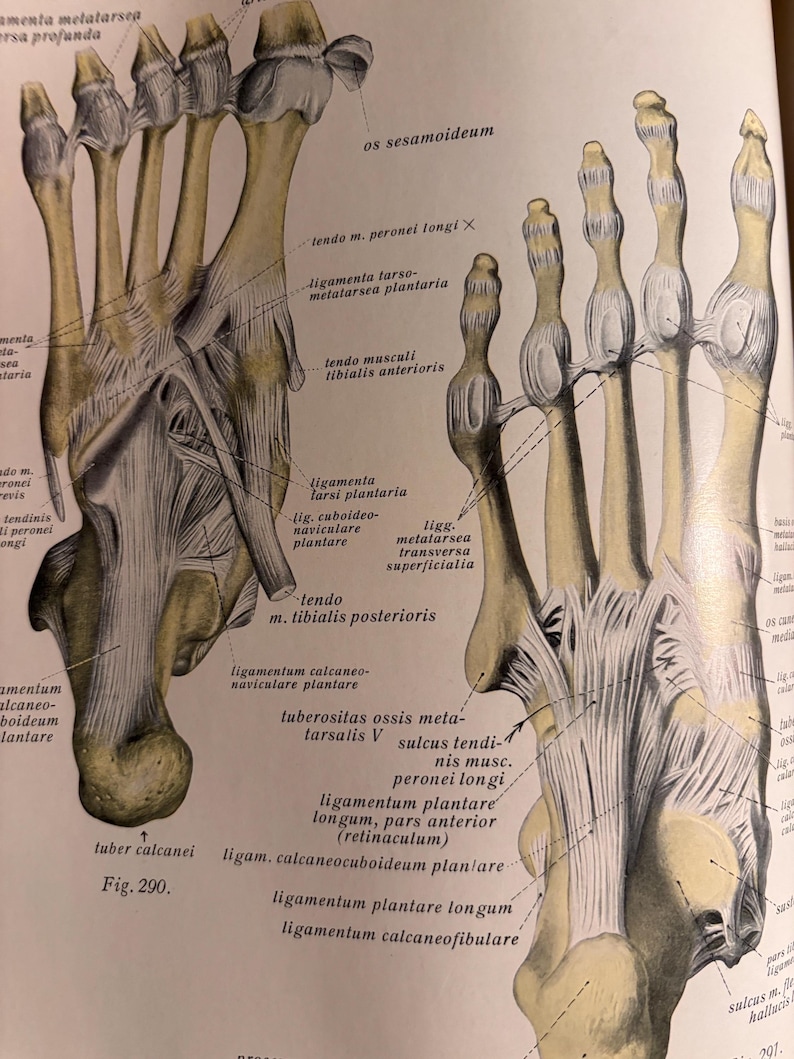 Ligaments of the Feet | Human Anatomy Vintage Print | 1954 Illustration ...