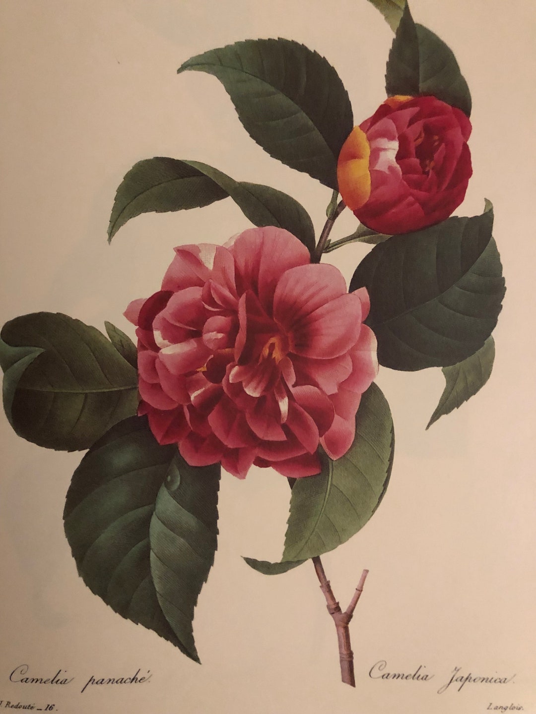 Camellia Panaché Redoute Flower Botanical Print Lithograph Daisy Family ...