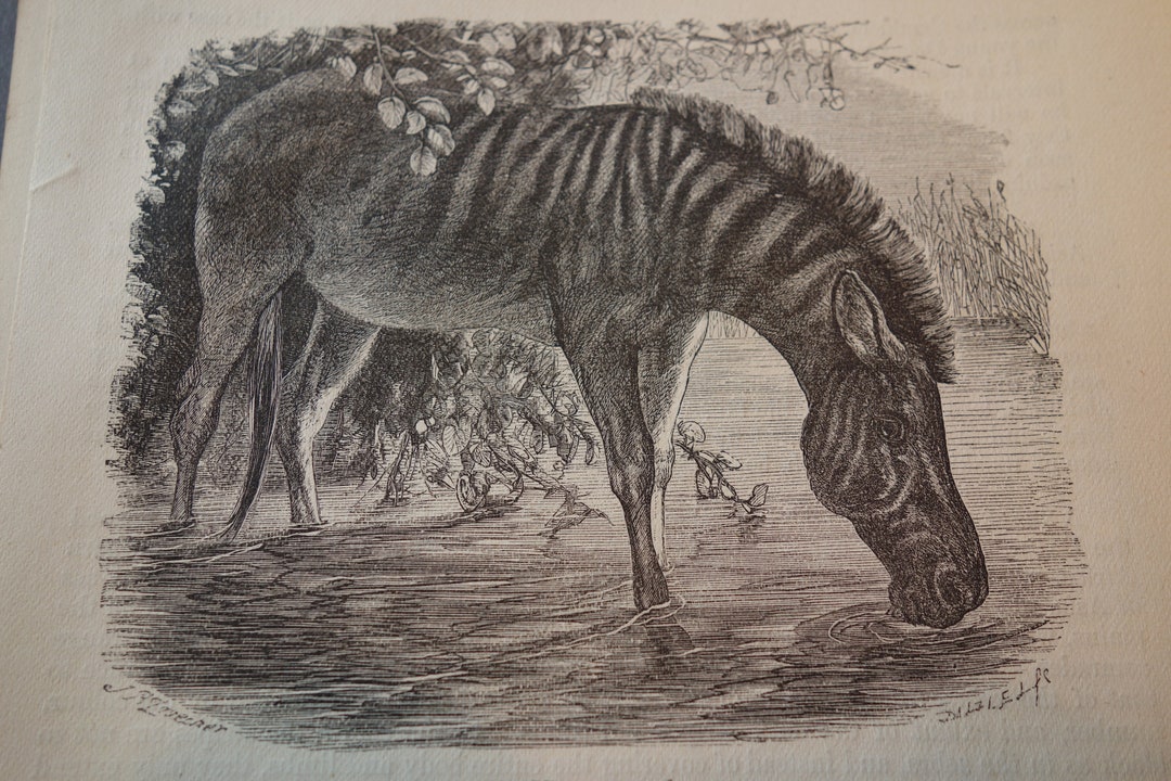 Zebra Extinct Original 1870 Etching African Quagga Matted - Etsy