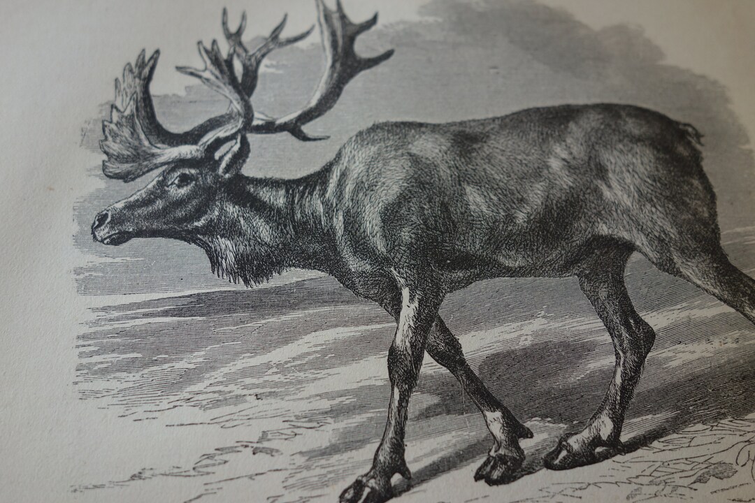 1870 Reindeer Art Print Animal Kingdom Matted for 8 by 10 Frame - Gift ...