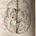 Central Nervous System Brain Cross Section - 1954 Human Anatomy ...