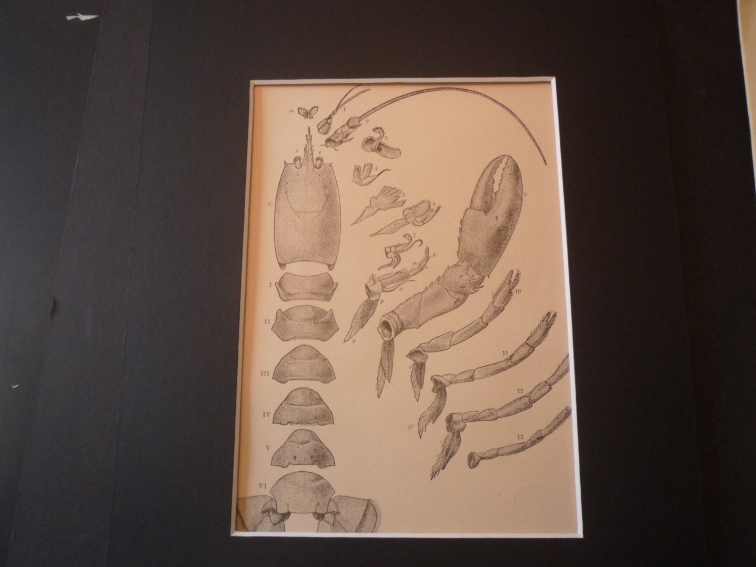 Anatomy of a Lobster Skeleton 1888 Etching Detailed Print - Etsy Canada