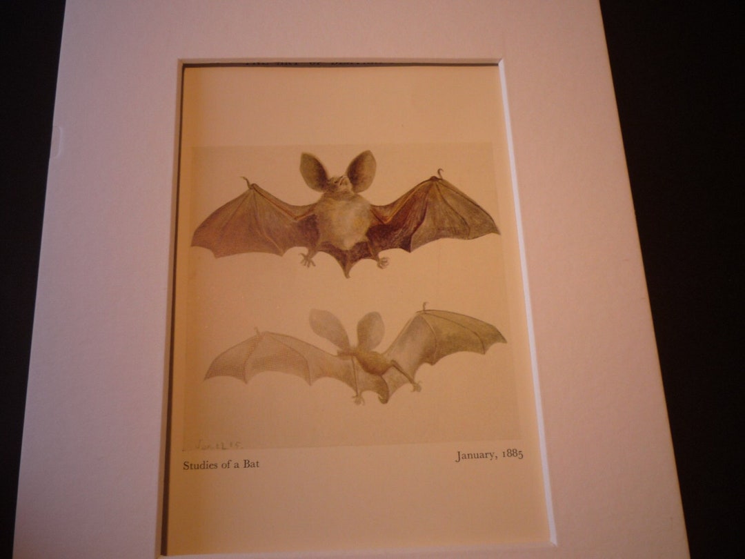 Beatrix Potter Study of Bats Matted Giclee Print. Color Illustration ...