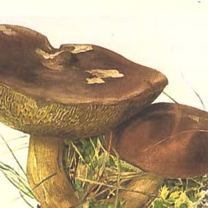 Beatrix Potter Mushrooms Fungi Boletus Badius Giclee Fine Art Print ...