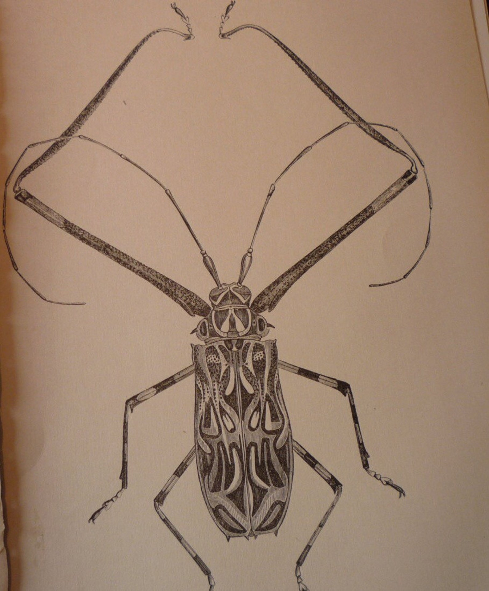 Long Armed Beetle - 1888 Etching - Natural World Framable - for Insect ...