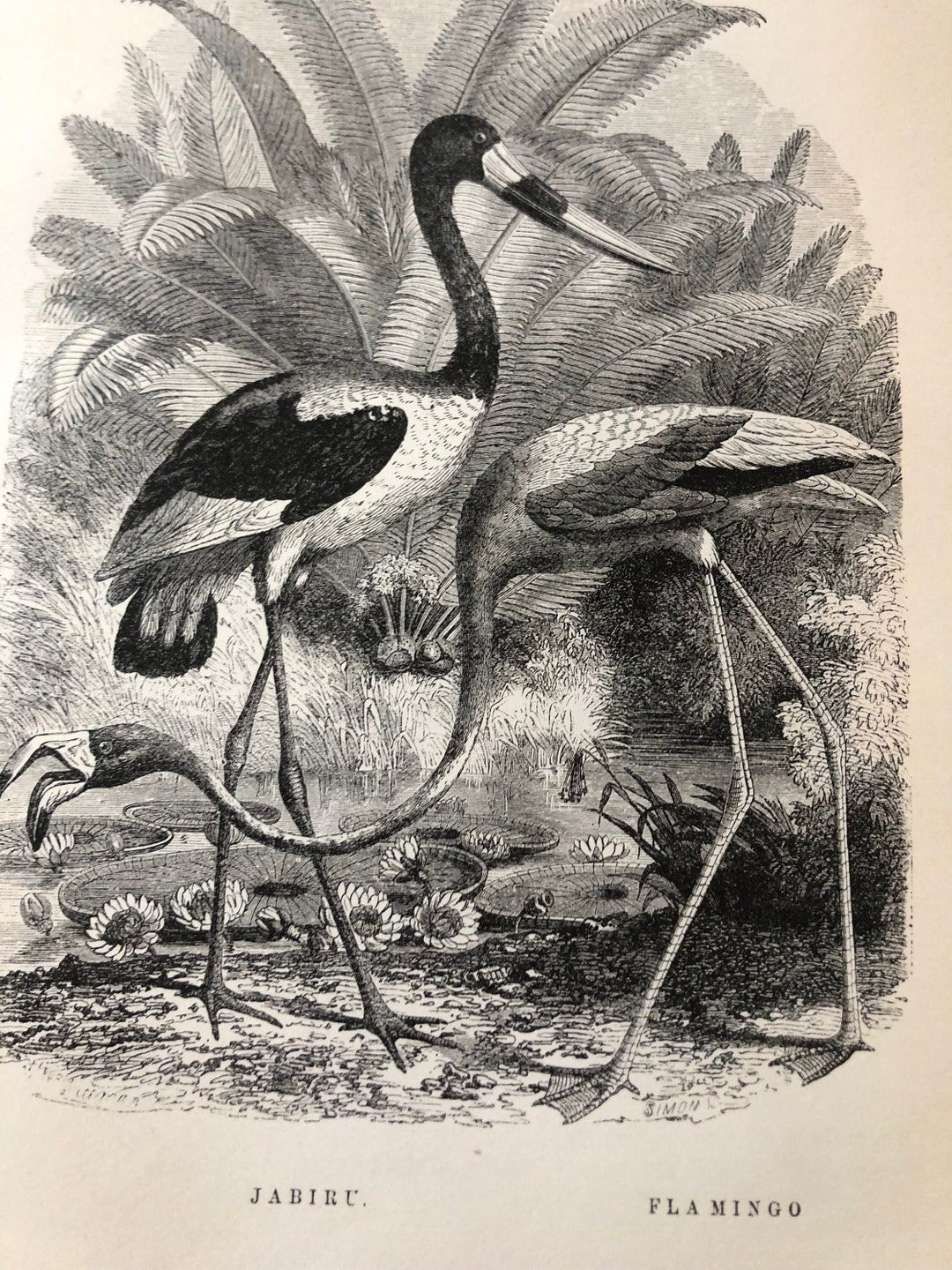 1888 Flamingo Black Headed Stork Print | Original Published Lithograph ...