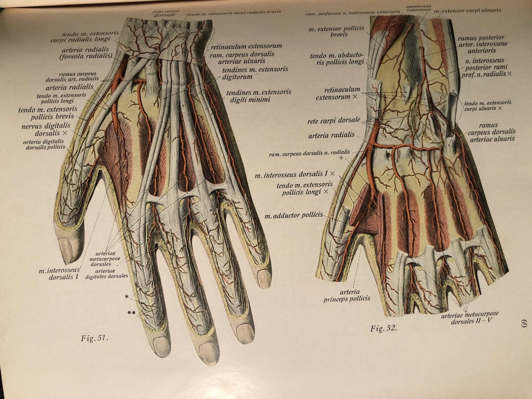 Hands Circulatory System Cross Section 1954 Human Anatomy Doctor Color ...