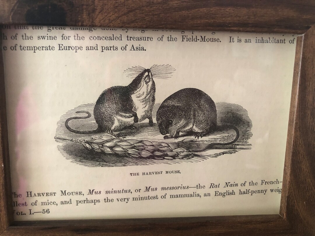 1897 Harvest Mouse Etching Framed Antique Original Print - Etsy