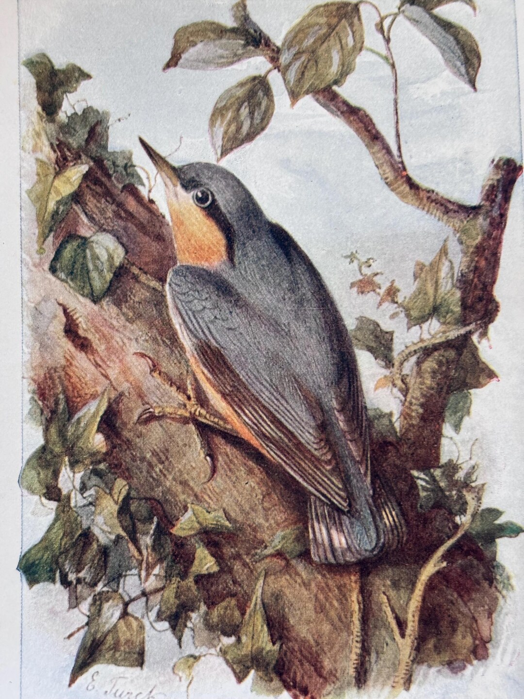 1901 Nuthatch | Antique Original Color Print | Aviary Collection ...