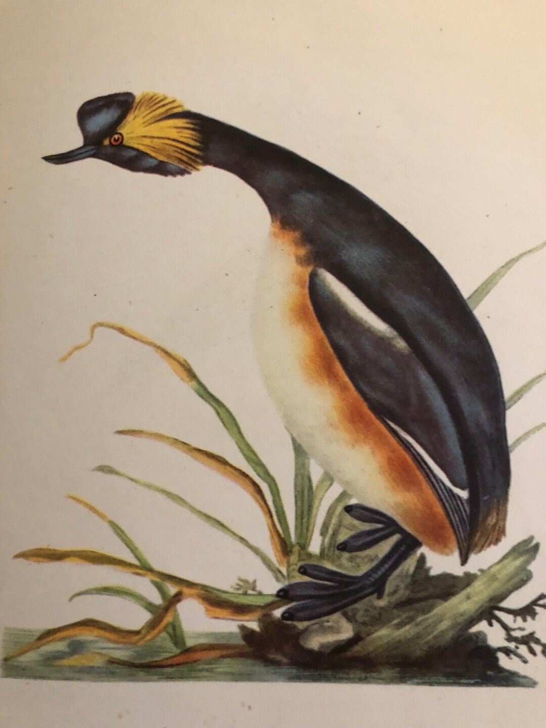 1947 Black Necked Grebe Color Print | Vintage Original Color Lithograph ...