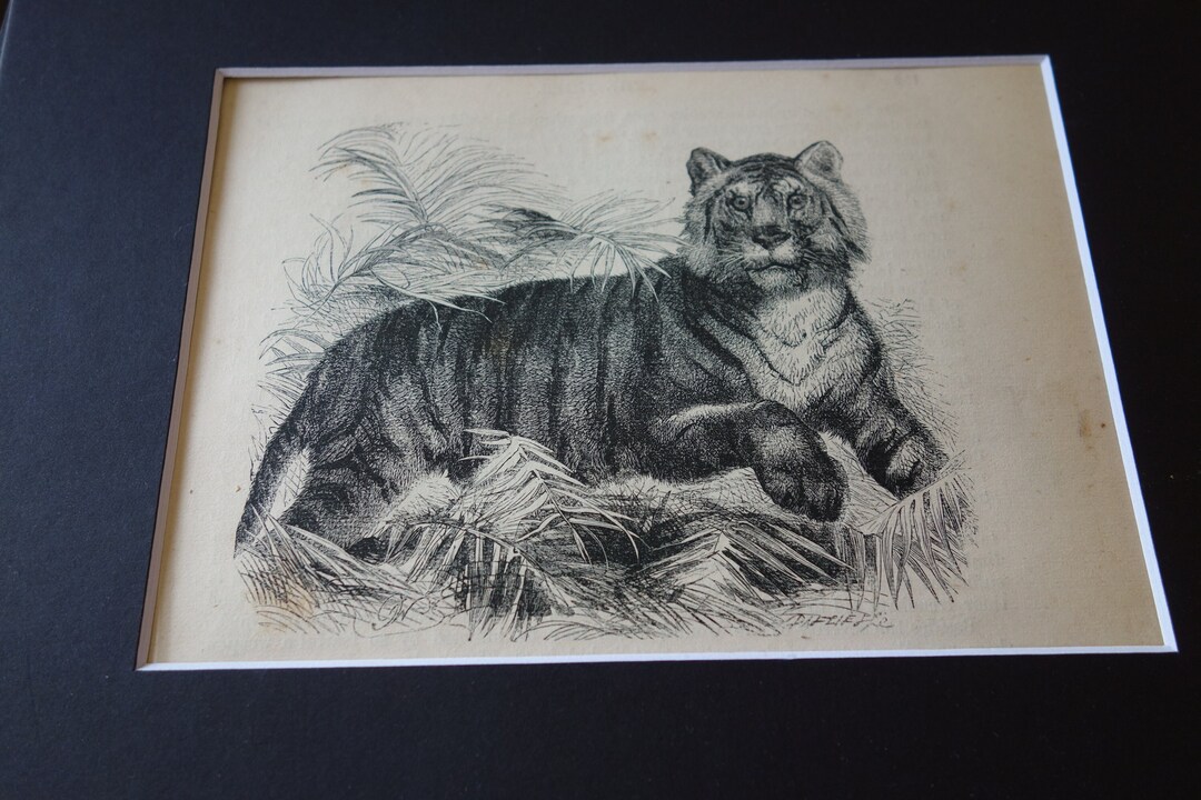 Tiger Original 1870 Etching From the Animal Kingdom Matted for 8 by 10 ...