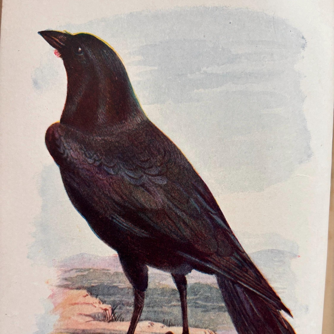 1901 | Raven | Antique Original Color Lithograph 7.5 X 5 Inches for ...