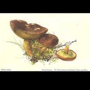 Beatrix Potter Mushrooms Fungi Boletus Badius Giclee Fine Art Print ...