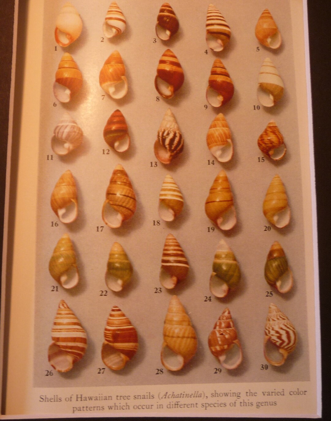 Tree Snail Shells of Hawaii Color Lithograph Original 1934 - Ocean ...