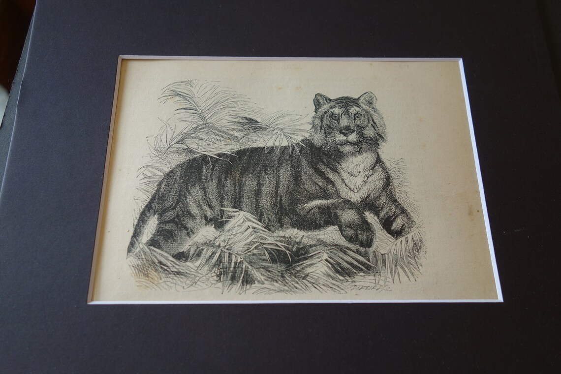 Tiger Original 1870 Etching From the Animal Kingdom Matted for 8 by 10 ...