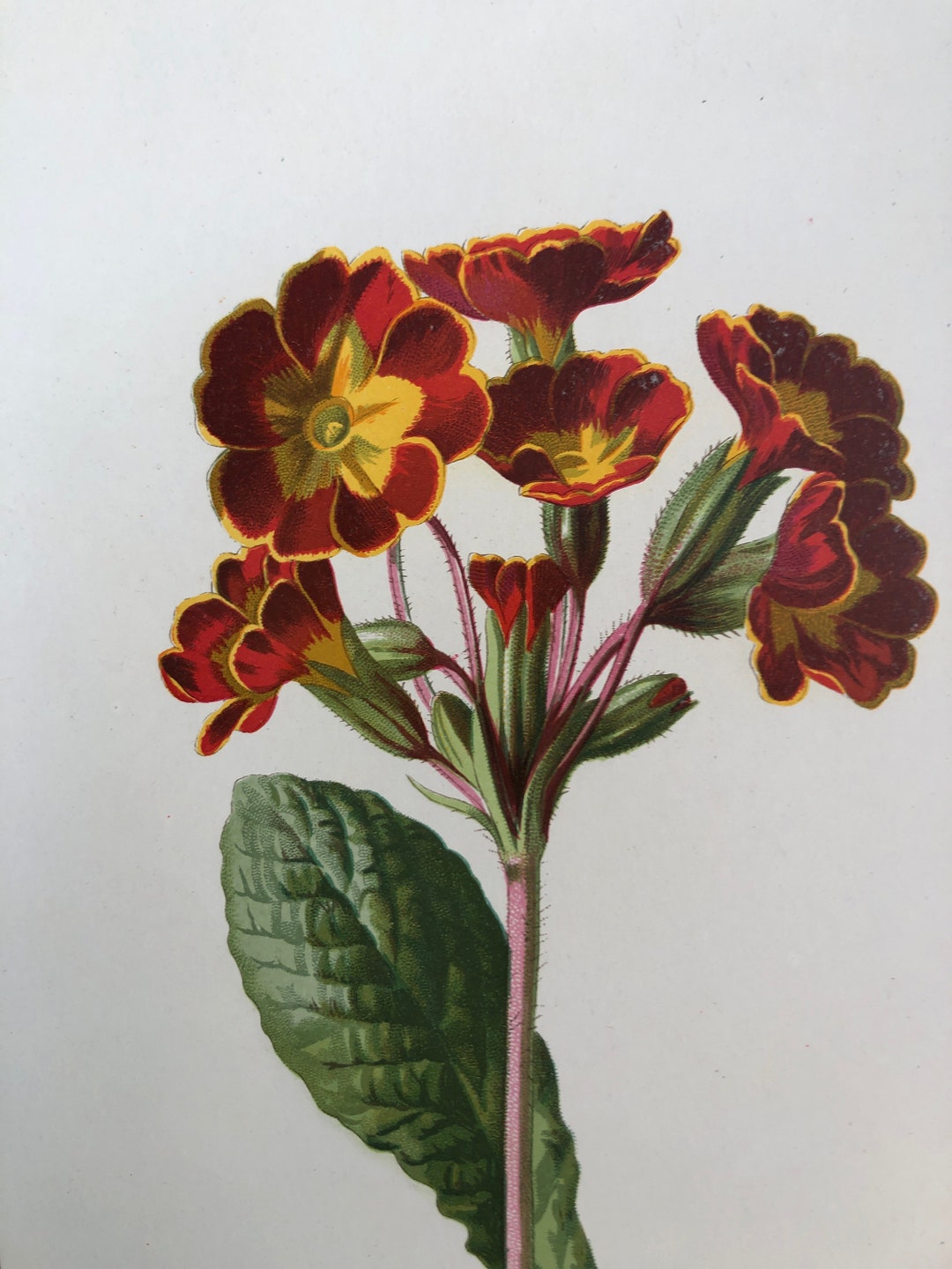 1883 Primrose Polyanthus Antique Flower Print | Primula | Red and ...