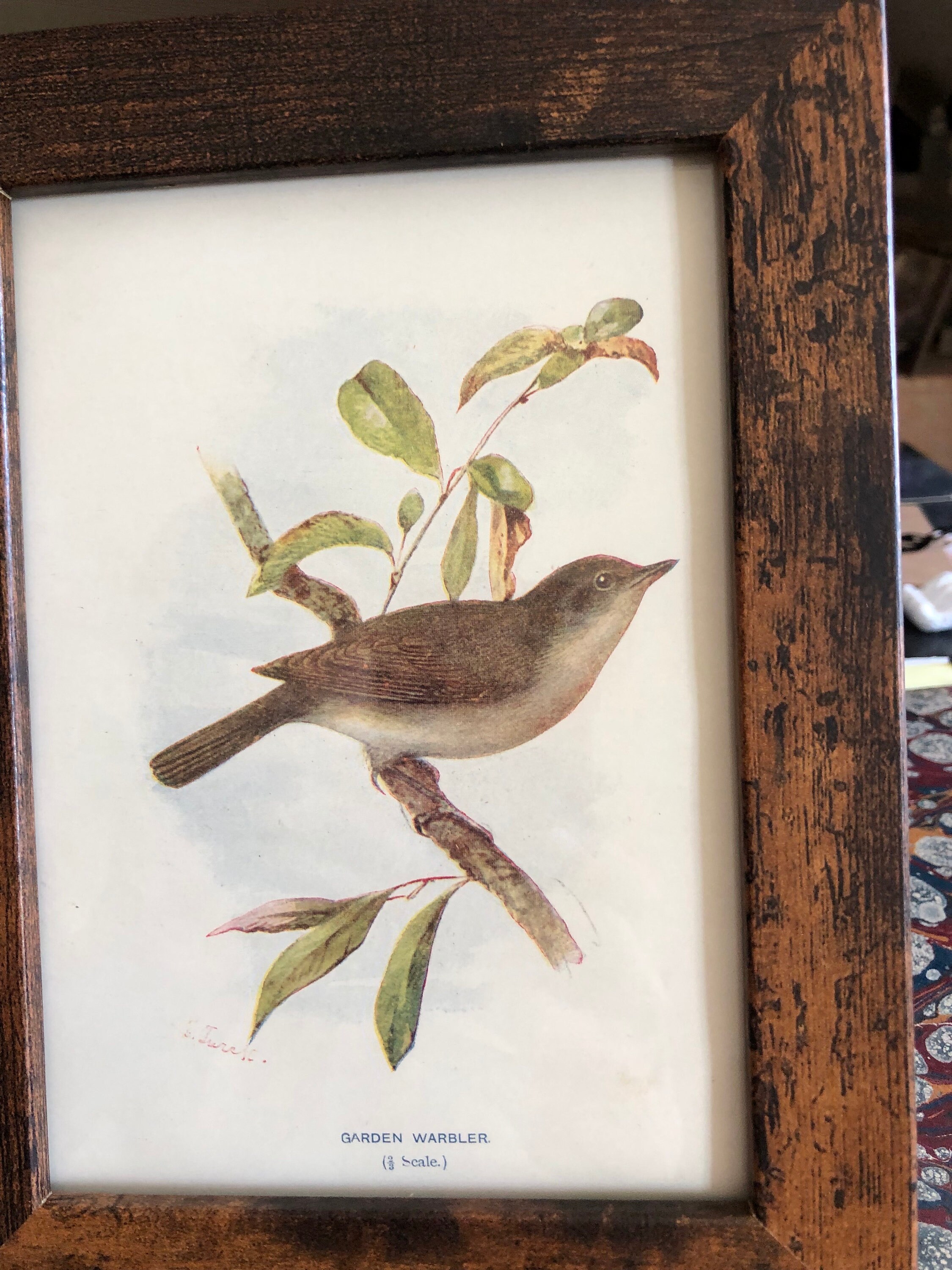 1901 Garden Warbler Framed Antique Original Color Print 8.5 X 6.5 ...