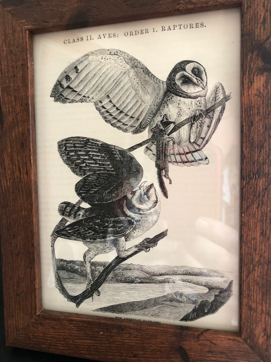 1858 Barn Owls Framed Antique Original Bird Large Print Ready to ...