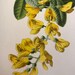 1883 Yellow Laburnum Flower Antique Hand Colored Flower Print Original ...
