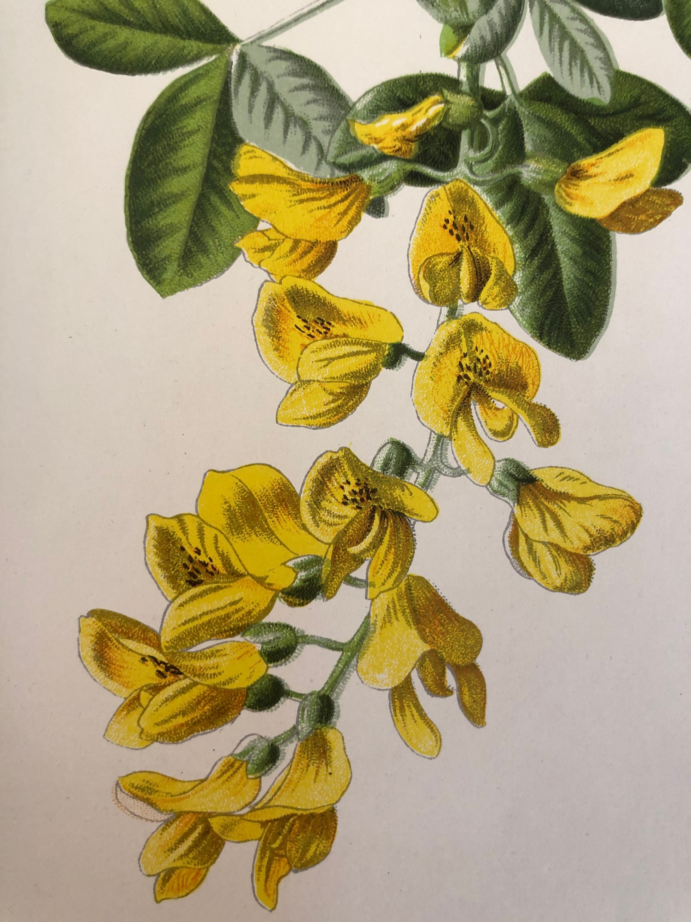 1883 Yellow Laburnum Flower Antique Hand Colored Flower Print - Etsy