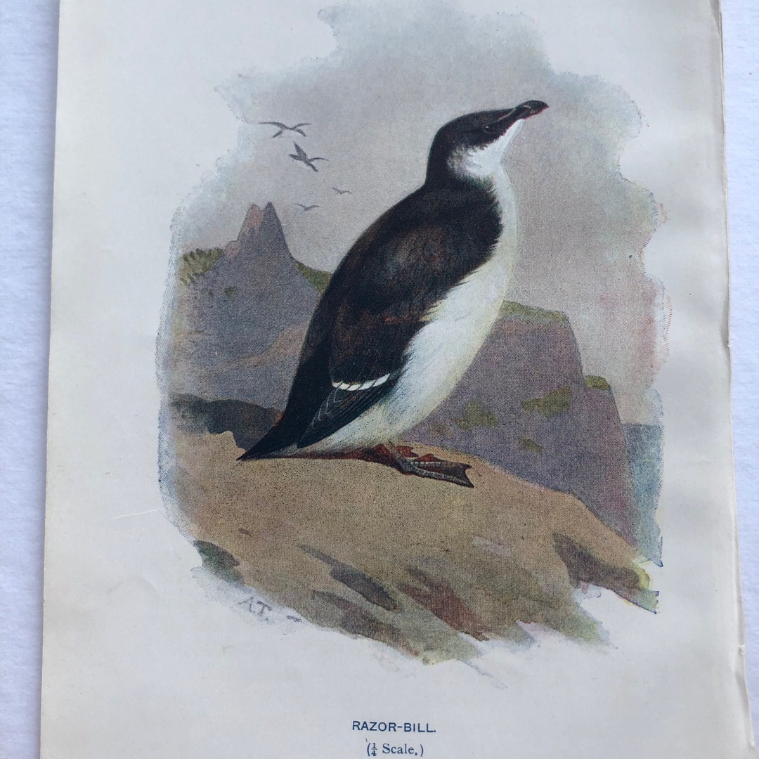 1901 Razorbill Auk Antique Original Color Print North Atlantic Seabird ...