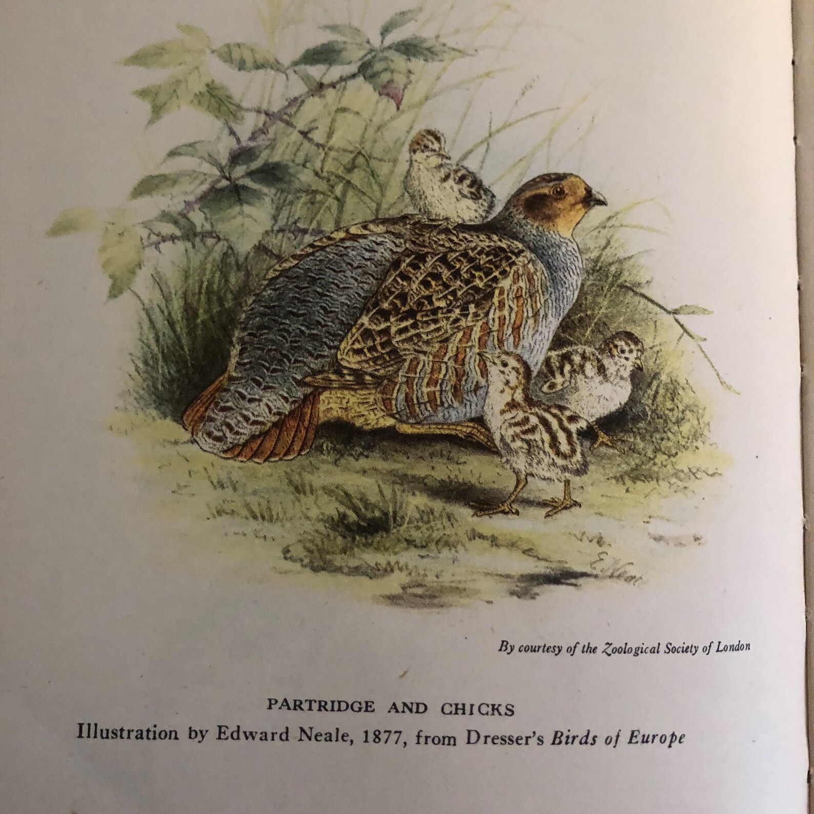 1947 Partridges | Vintage Original Color Print | Bird Print | for ...