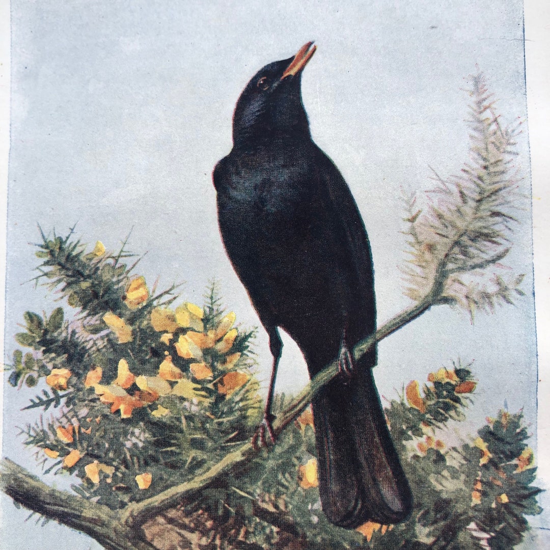 1901 Blackbird Antique Original Color Print Thrush 7.5 X 5 Inches for ...