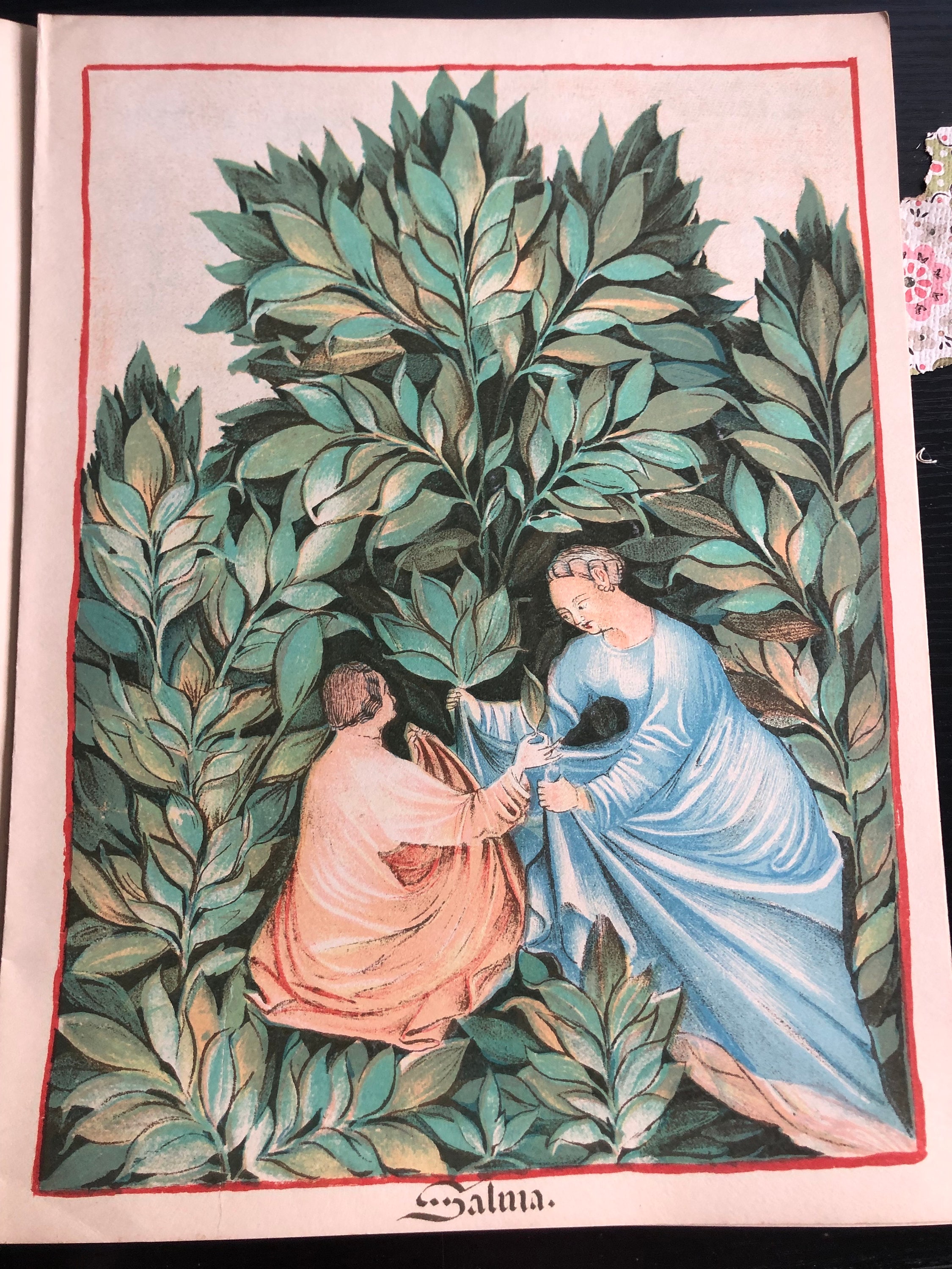 Sage as a Herbal Remedy Medieval Art Original Lithograph 1939 From ...