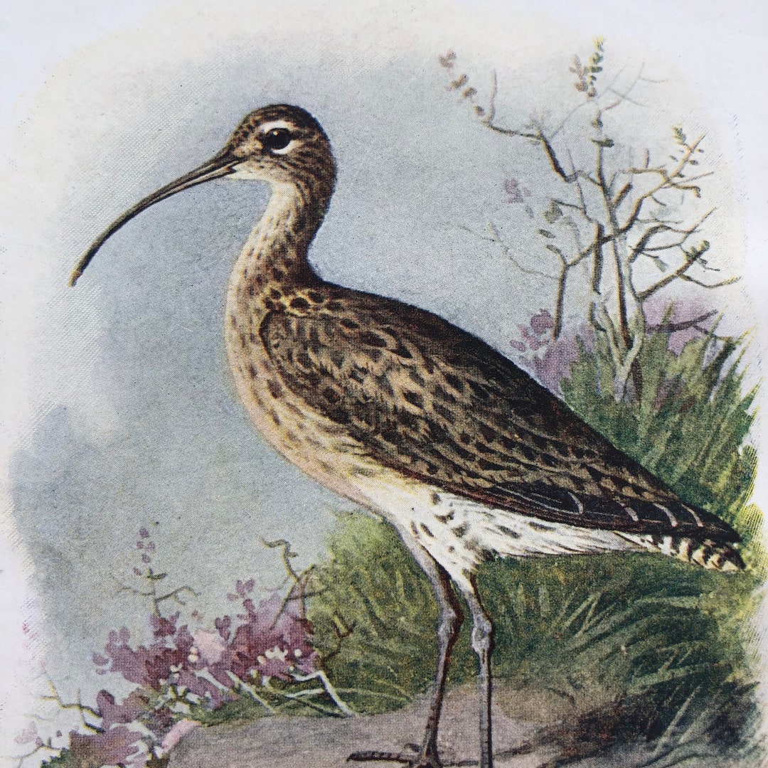 1901 Curlew Antique Original Color English Shore Bird Lithograph ...
