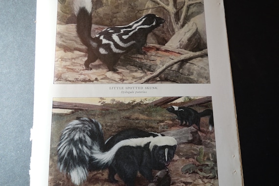 Skunks National Geographic 1918 original color published | Etsy