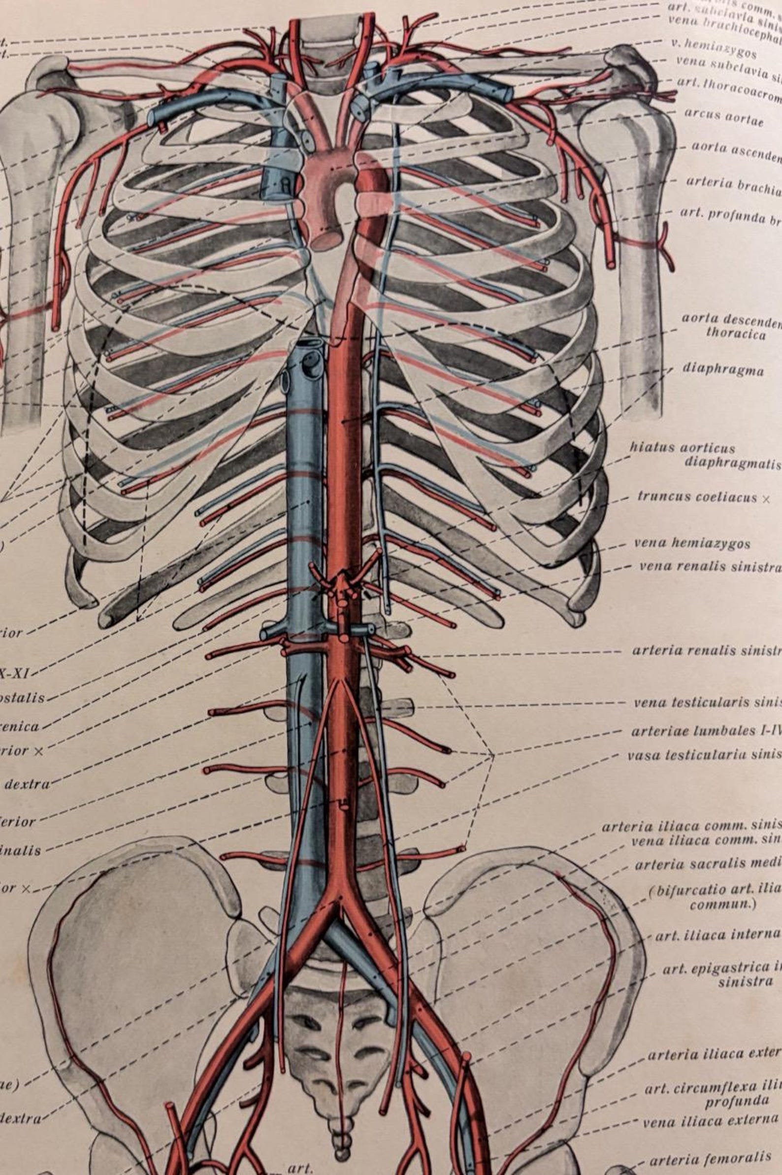 Blood Vessels Human | Cross Section | 1954 Illustration for Dentist ...