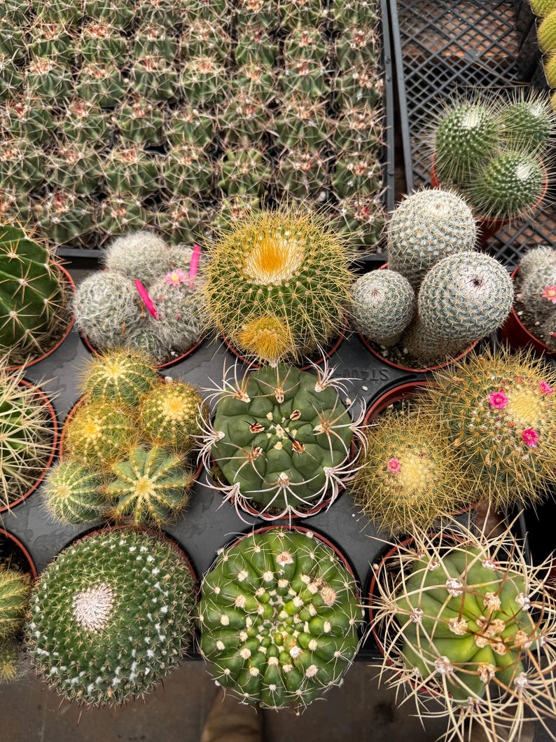 4” Cactus Bundle (9 Pack) – Live Cactus Plants | Assorted Indoor Cacti ...