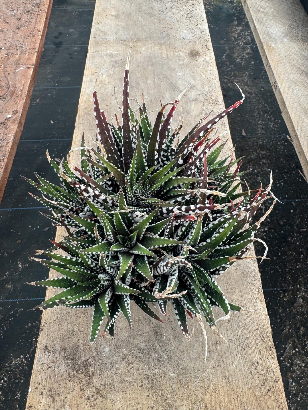 4” Haworthia Zebra Multi-plant – Massive Live Succulent House Plant ...