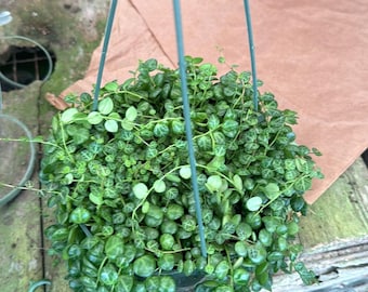 String of Turtles Peperomia Prostrata, Live Plant - Etsy