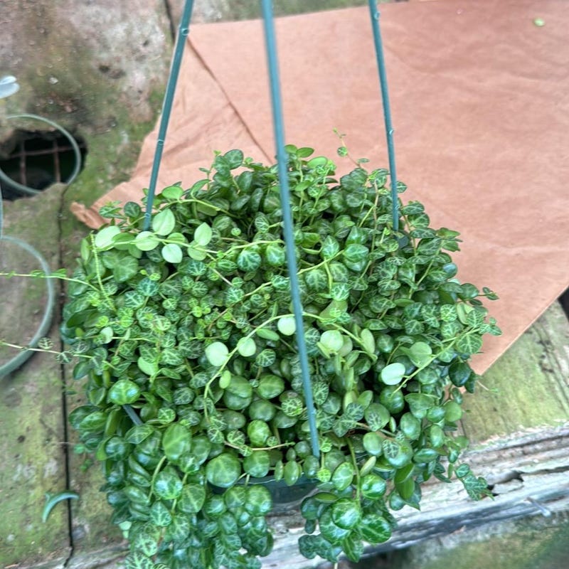 String of Turtles Plant - Etsy