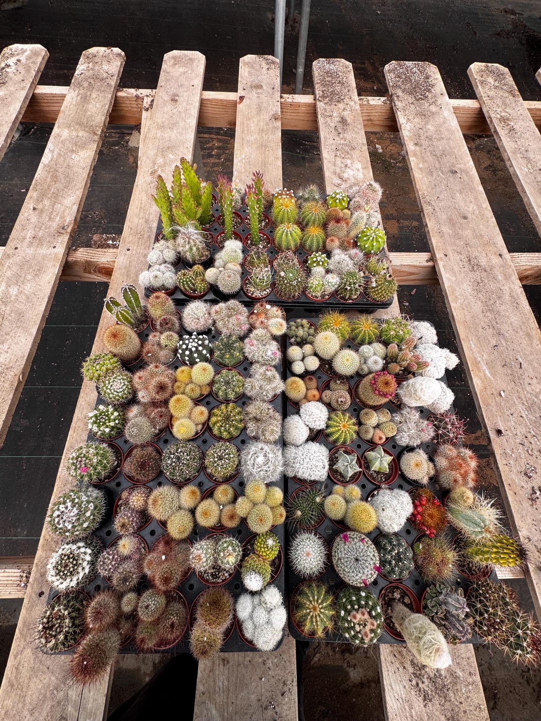 2” Cactus Assortment – 32 Live Plants Bulk Pack – Wholesale Succulents ...