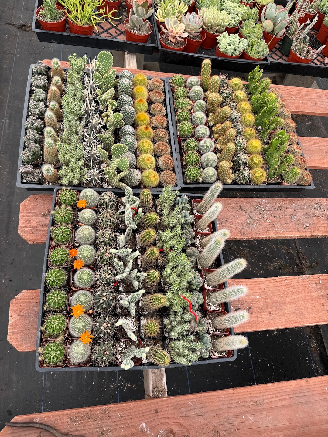 2” Cactus Assortment – 64 Live Plants Bulk Pack – Wholesale Succulents ...