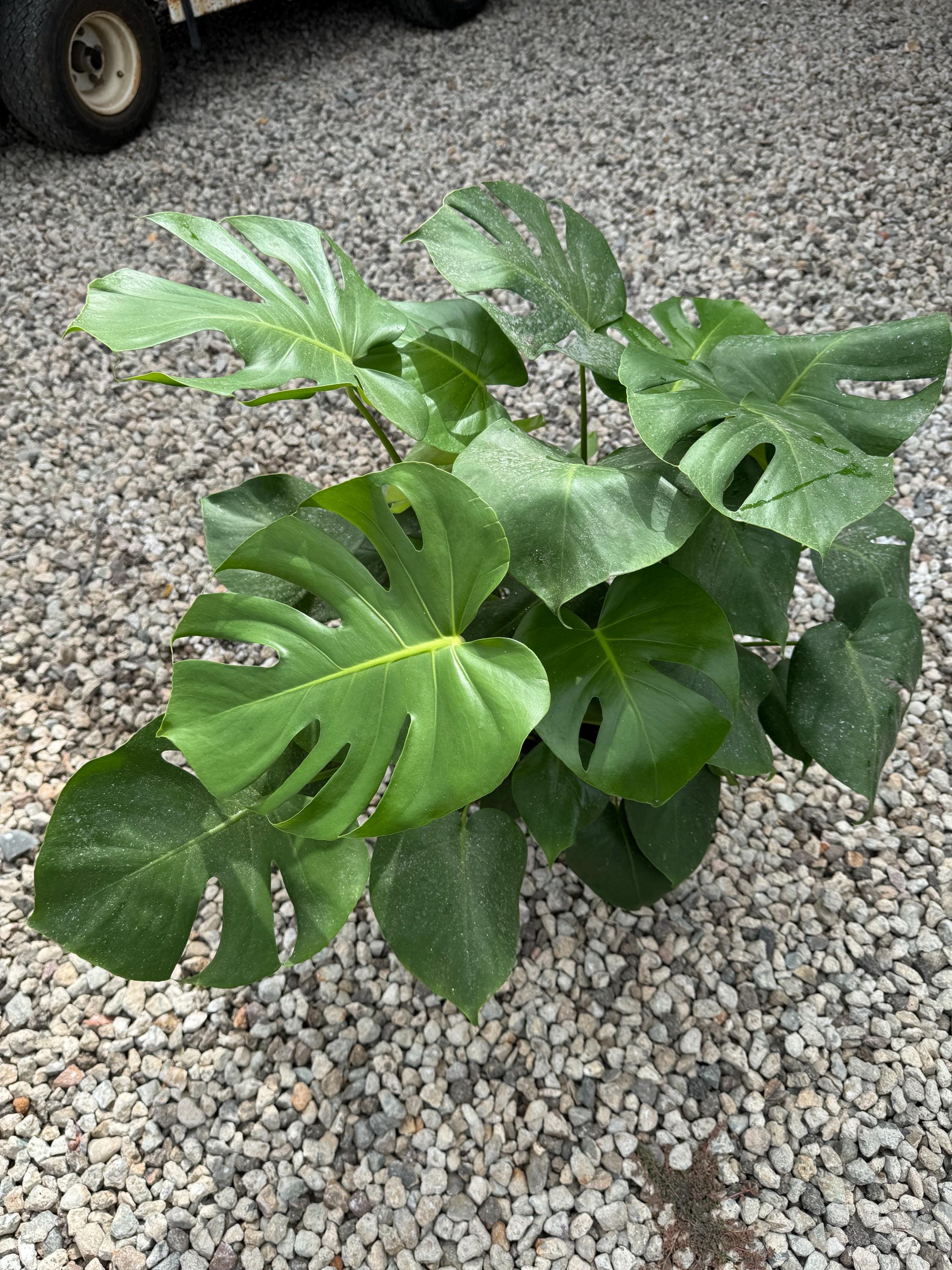 8” Monstera Split-leaf Live Plant, House Plant (huge) - Etsy
