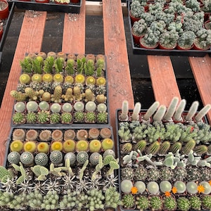2” Cactus Assortment – 64 Live Plants Bulk Pack – Wholesale Succulents ...