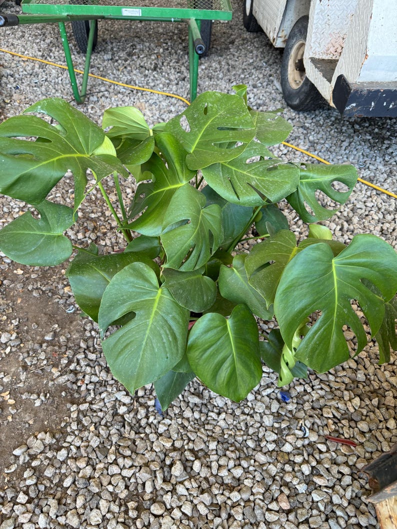 8” Monstera Split-leaf Live Plant, House Plant (huge) - Etsy