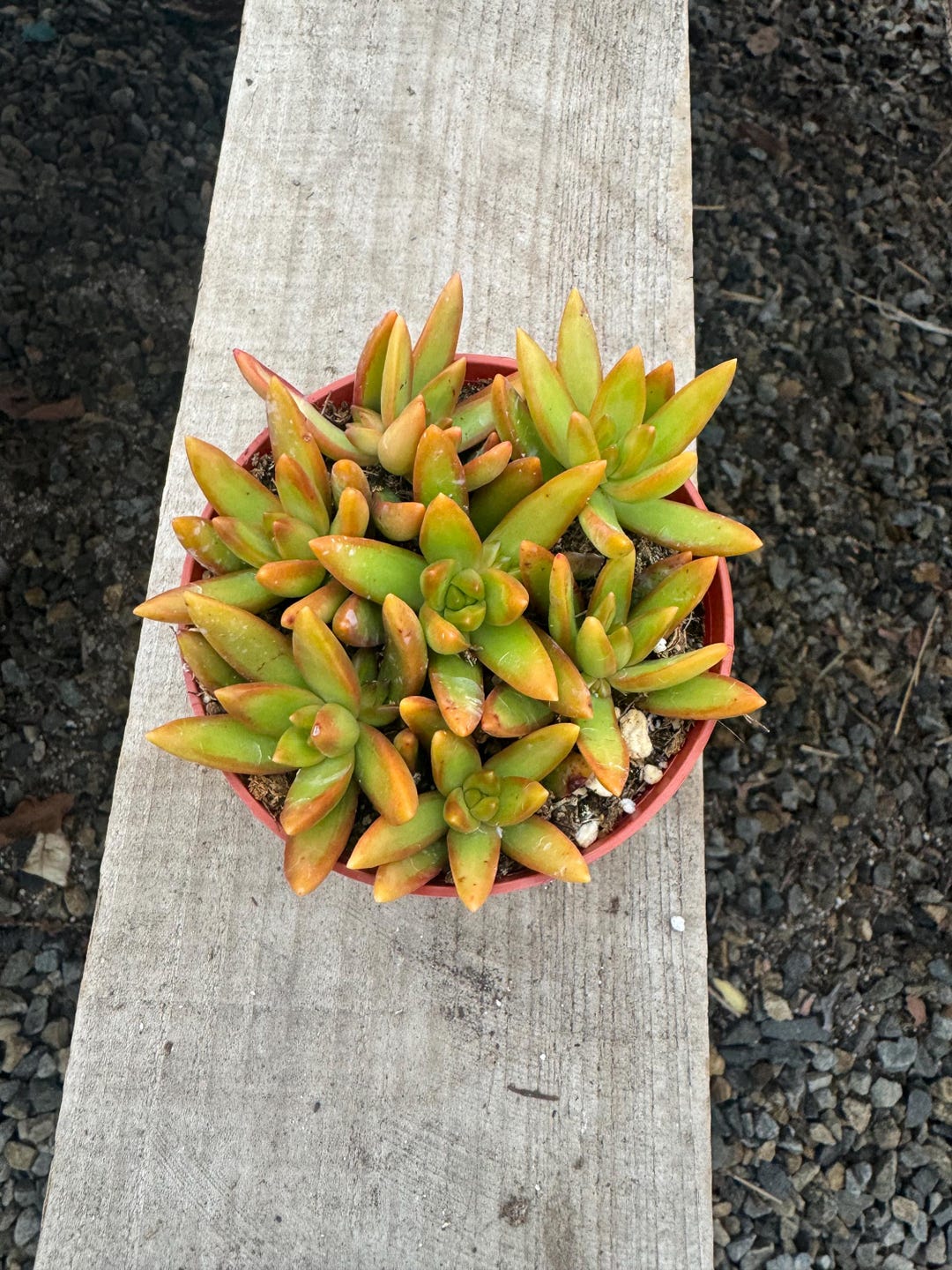 4” Sedum Orange Delight Live Plant, House Plant , Outdoor Plant. - Etsy