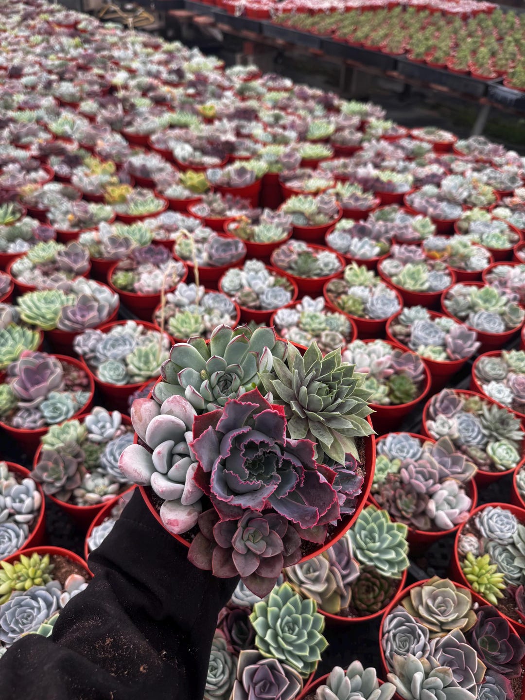 6” Succulent Mix Combo | Live Succulent Arrangement | Mixed Variety ...